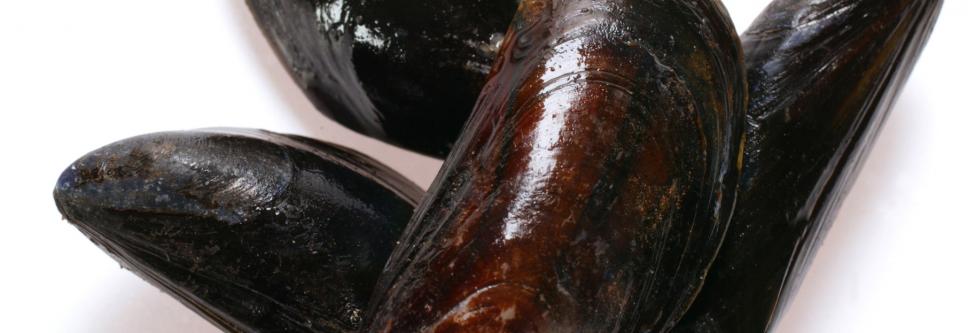 Mossel - Libelle Lekker