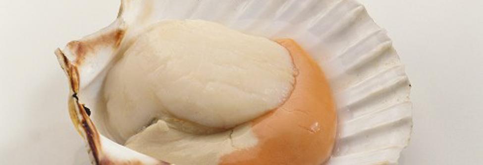 Sint-jakobsschelp - Libelle Lekker