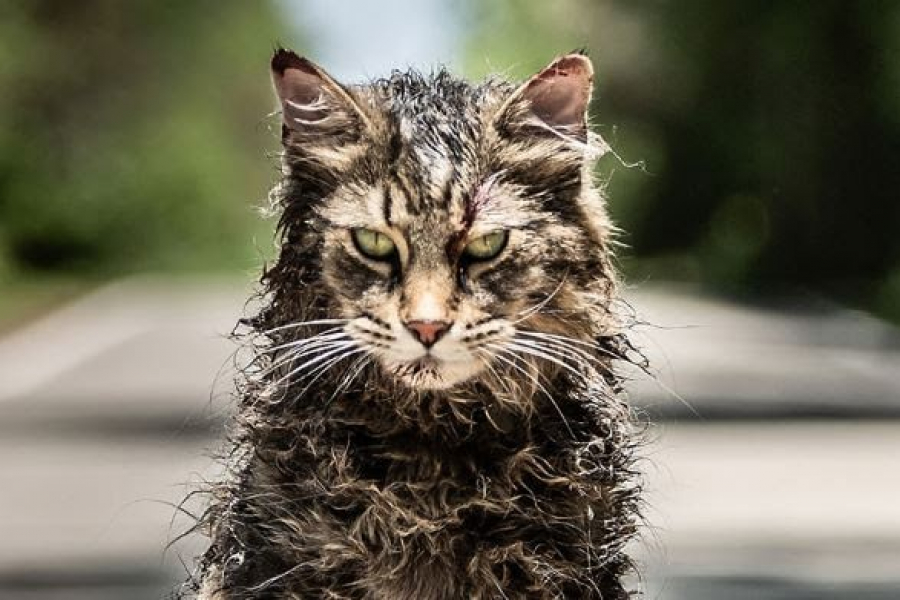 "Simetierre": la bande-annonce de l'adaptation du livre de Stephen King ...