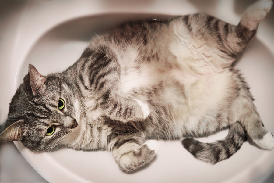 11 raisons pour lesquelles les gros chats sont les meilleurs