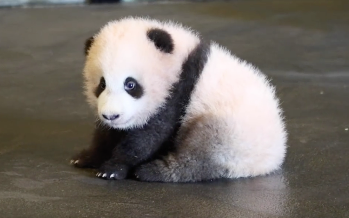 VIDÉO: le panda de Pairi Daiza tente de tenir sur ses pattes VIDÉO: le panda de Pairi Daiza tente de tenir sur ses pattes