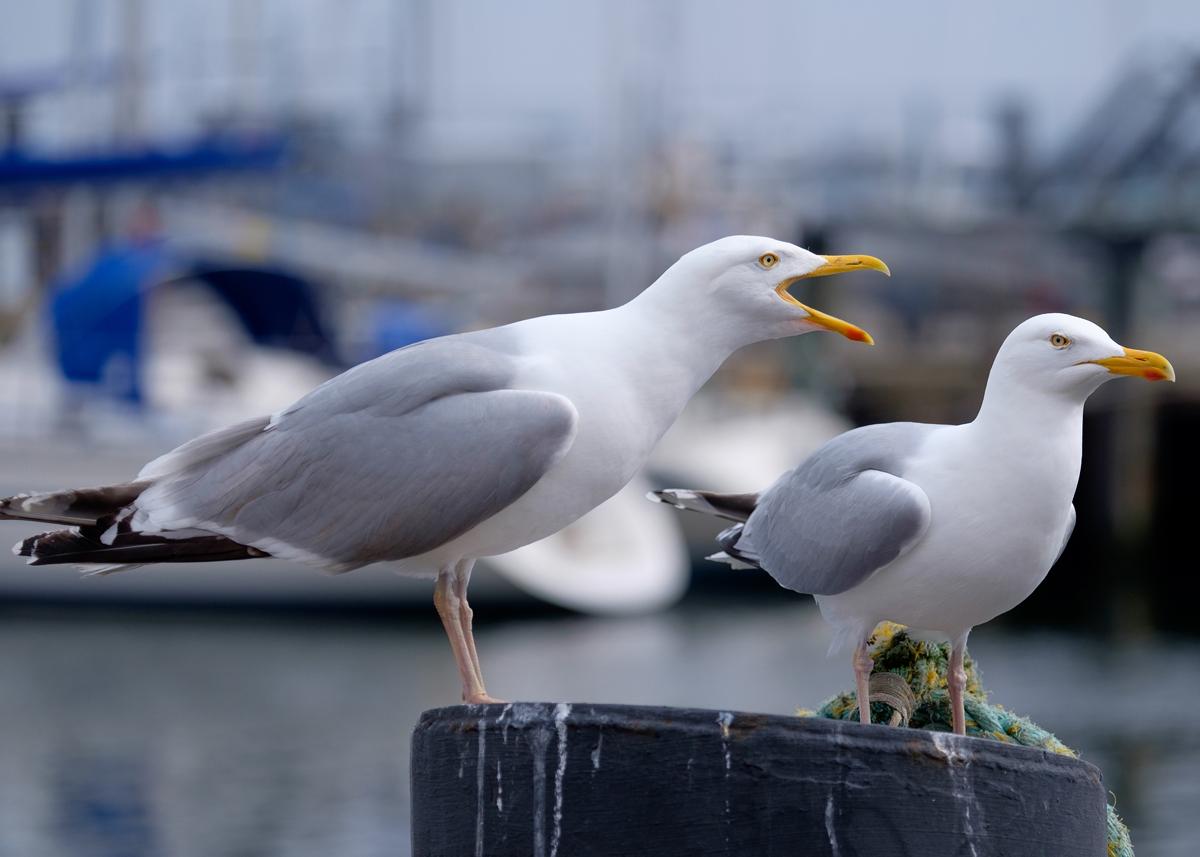 Tips van een expert: Heb jij een zeemeeuwmanager?