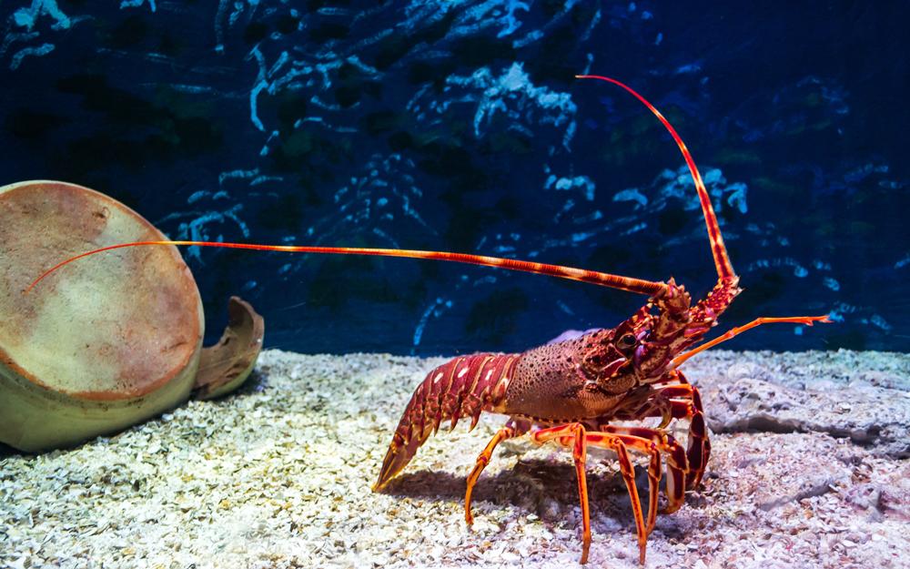 Ce homard vieux de 132 ans est libéré après 20 ans dans l'aquarium d'un ...