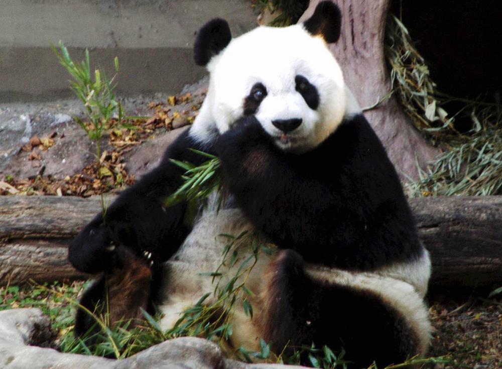 SNIF: Basi, de oudste panda ter wereld, is gestorven