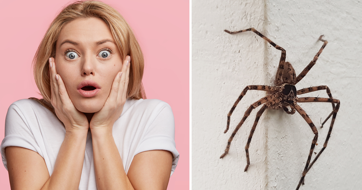 Mensen met arachnofobie, opgelet: de huisspin is terug!
