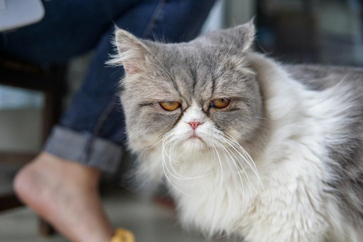 Miauw: wat je kat écht van je vindt - Libelle