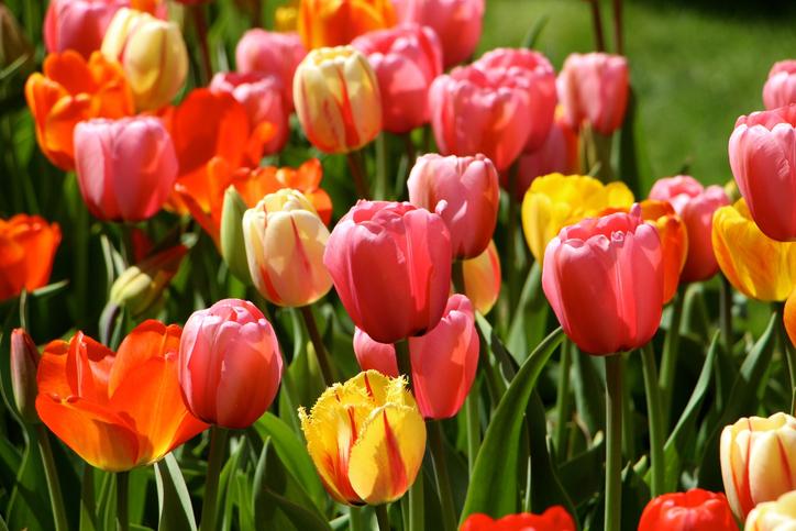Wat zegt de kleur van je tulpen in huis over jou - Libelle Wat zegt de kleur van je tulpen in huis over jou - Libelle