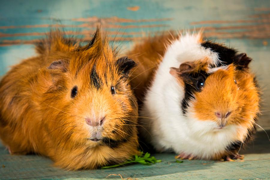 13 dingen die je nog niet wist over je geliefde cavia