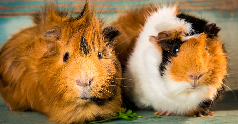 13 dingen die je nog niet wist over je geliefde cavia