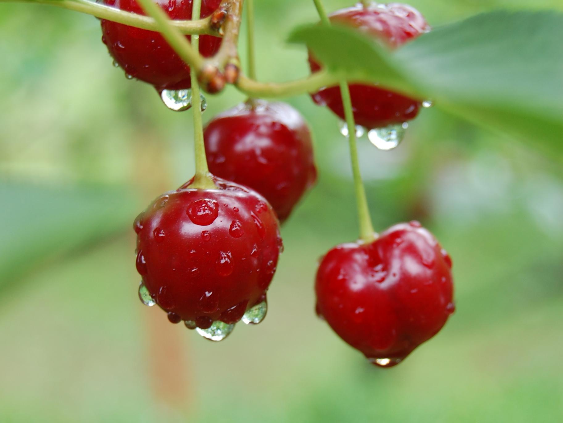 Kers in de kijker - Libelle Lekker