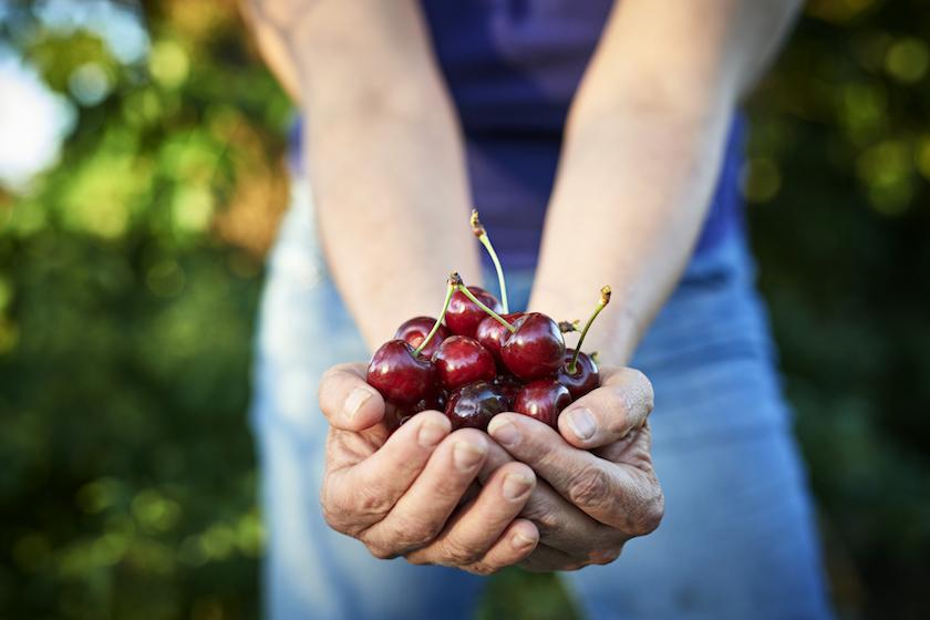 Uitstekende kersenoogst: maar wat met die kersenvliegen? - Libelle