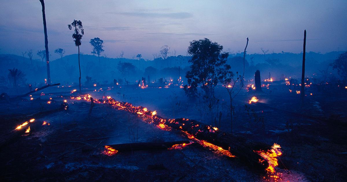 Het Amazonewoud staat in brand: alles wat je moet weten