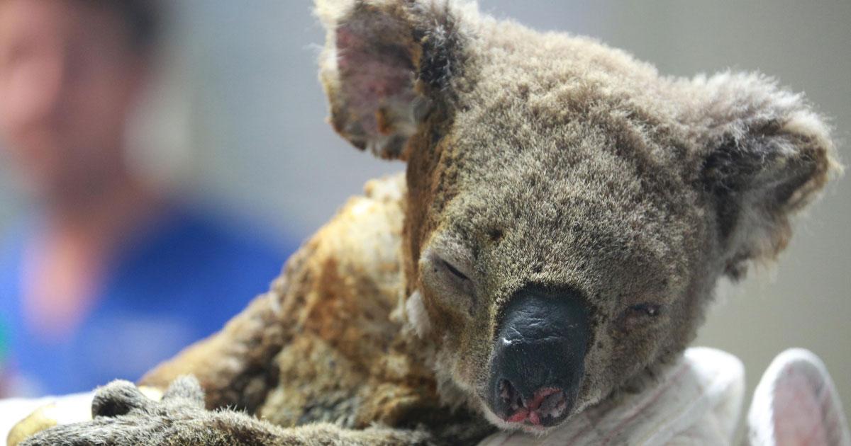 Koala Lewis is gestorven aan zijn ernstige verwondingen