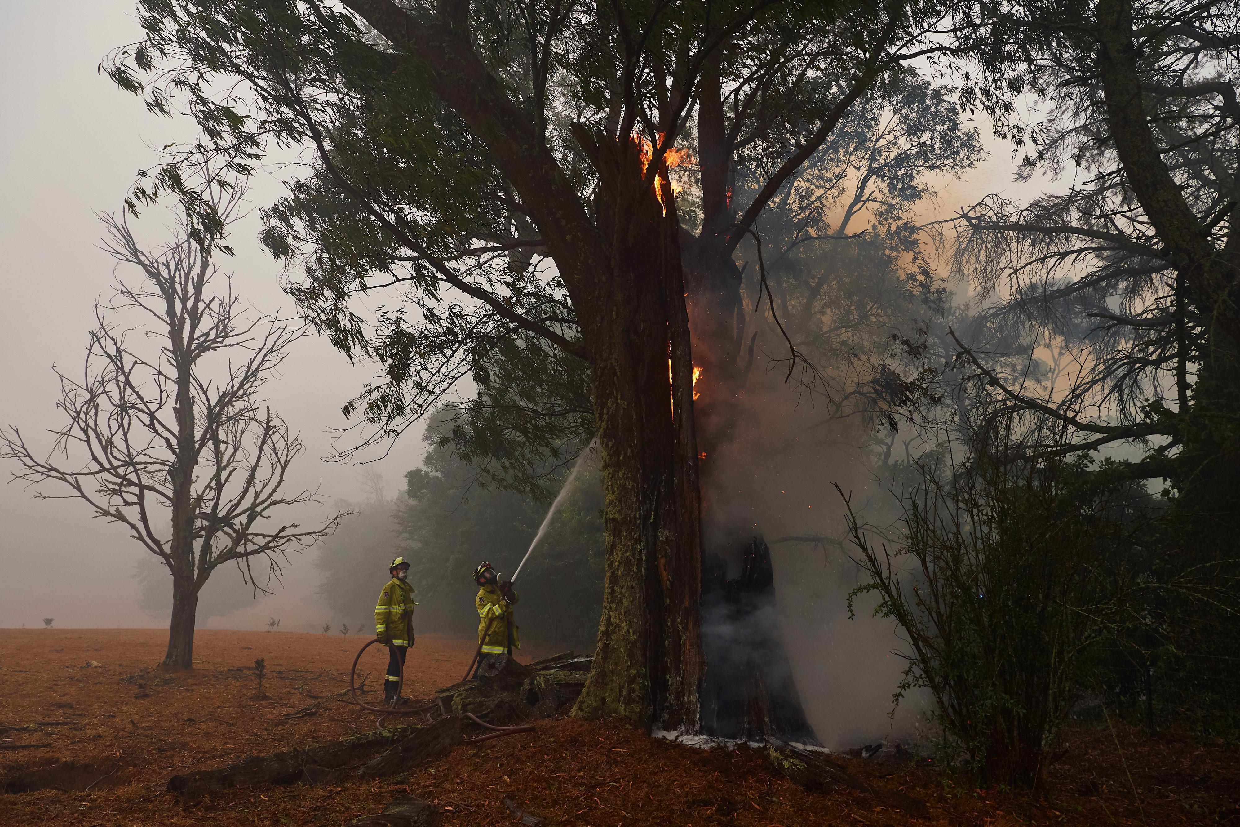 Help Australië nu! Zo steun je tegen die vreselijke bosbranden