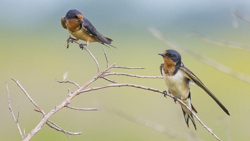 Zwaluwen keren terug uit het zuiden: zo kun jij ze helpen - Libelle