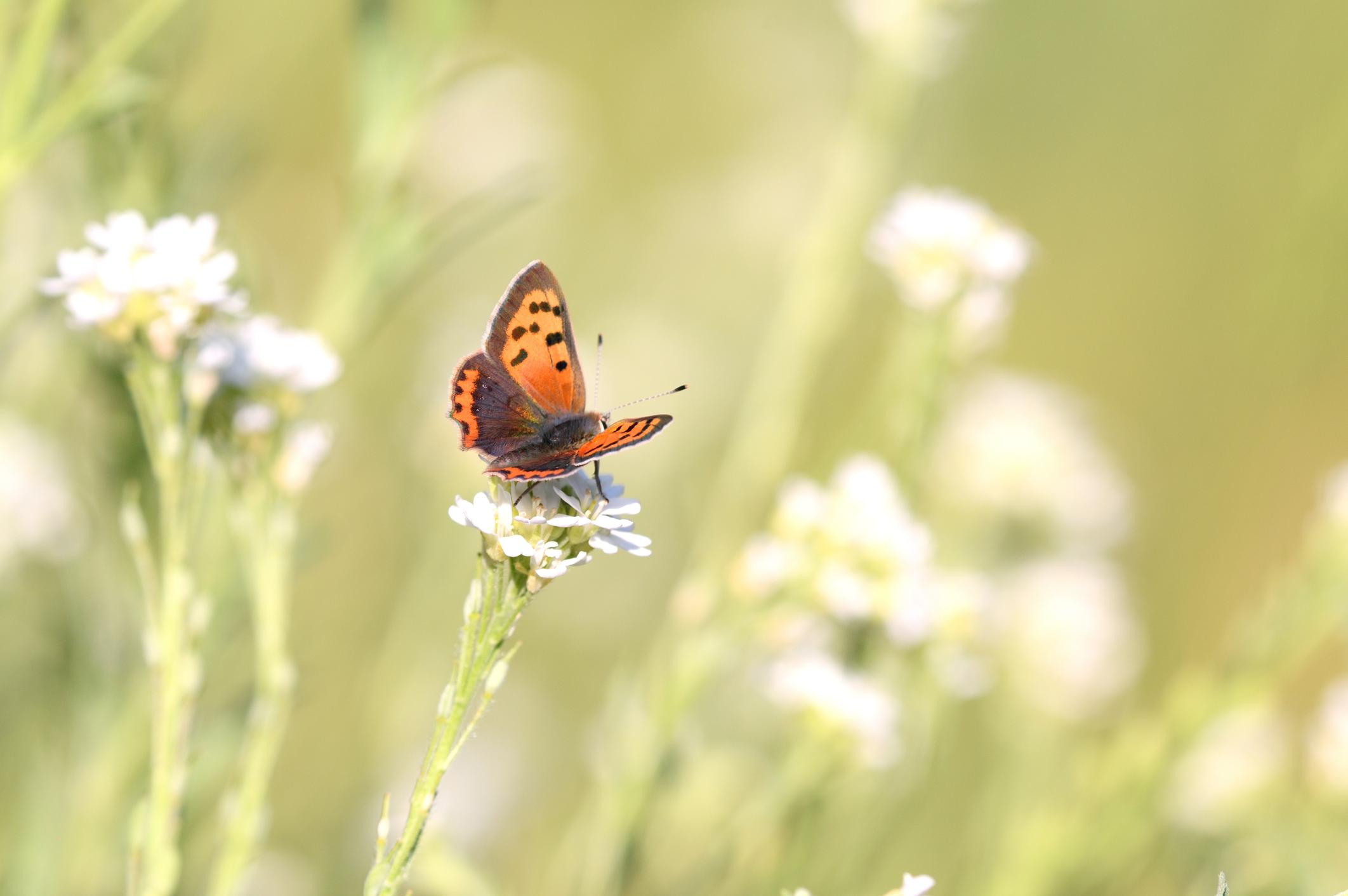 Deze nuttige insecten kunnen je helpen in de tuin - Libelle