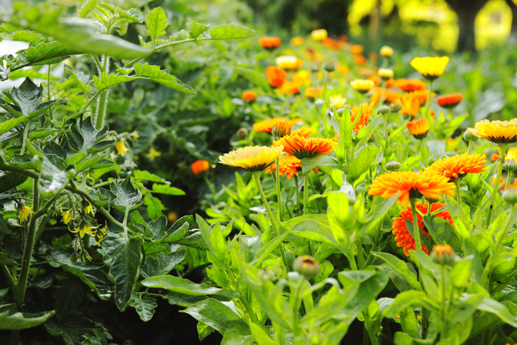Bloemen in de moestuin: 10 nuttige én mooie helpers - Libelle
