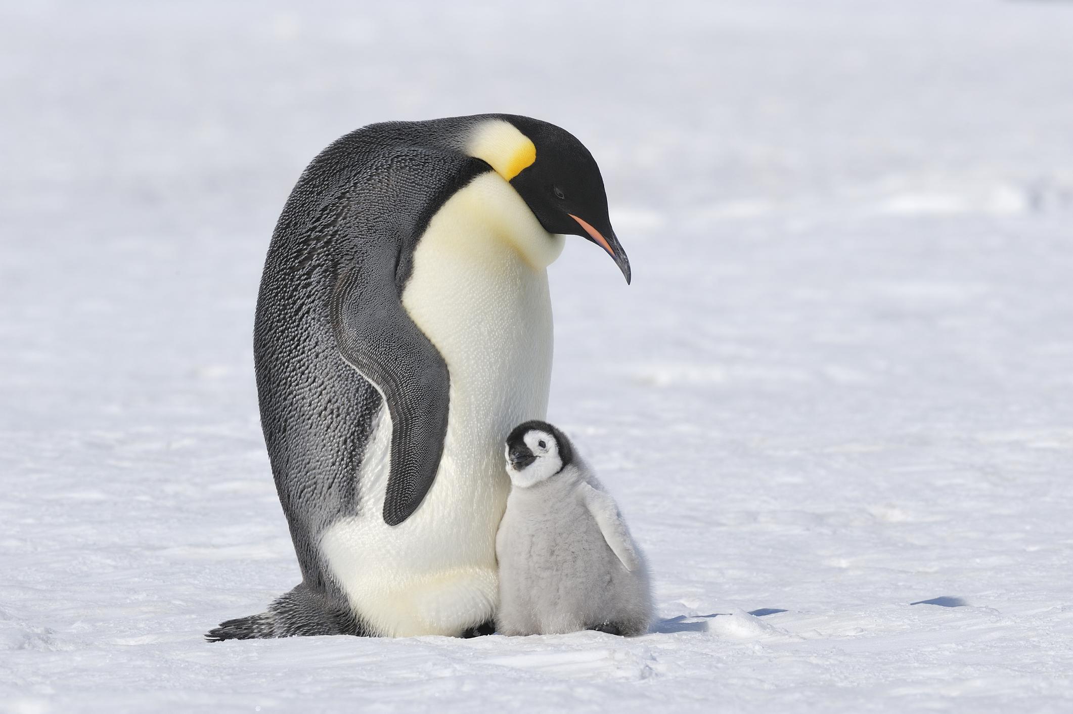De nouvelles colonies de manchots empereurs découvertes en Antarctique