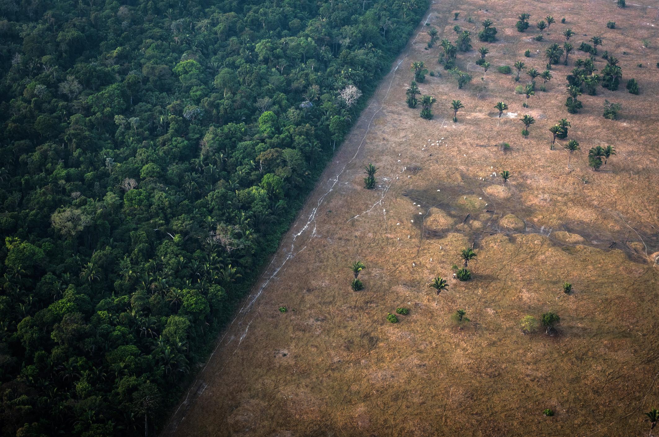 Une partie de la forêt amazonienne pourrait se transformer en savane