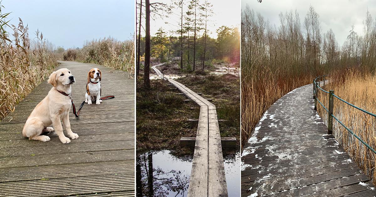 19 houten paden in Vlaanderen om op te wandelen