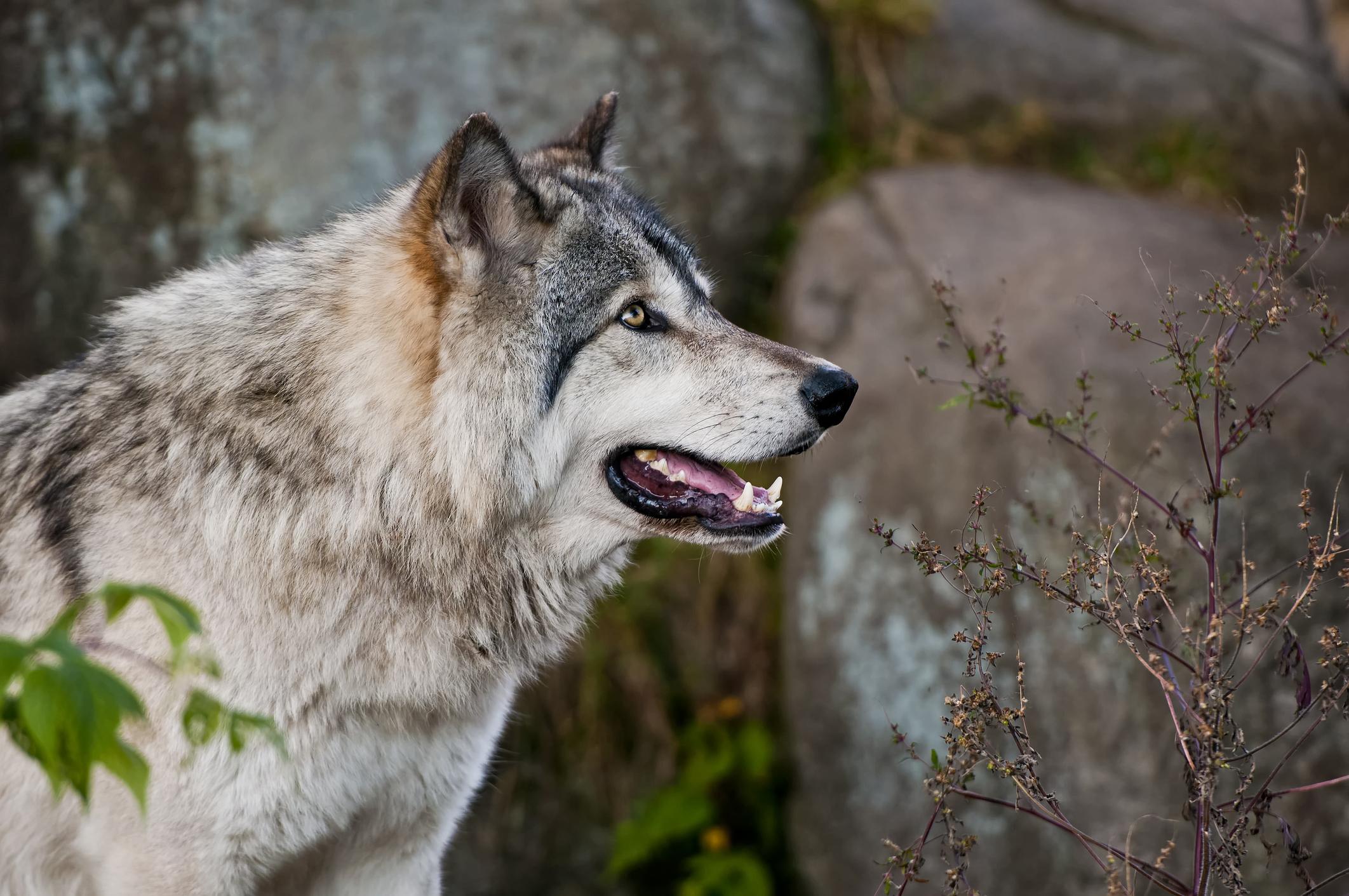 De terugkeer van de wolf in Vlaanderen: wat je moet weten - Libelle