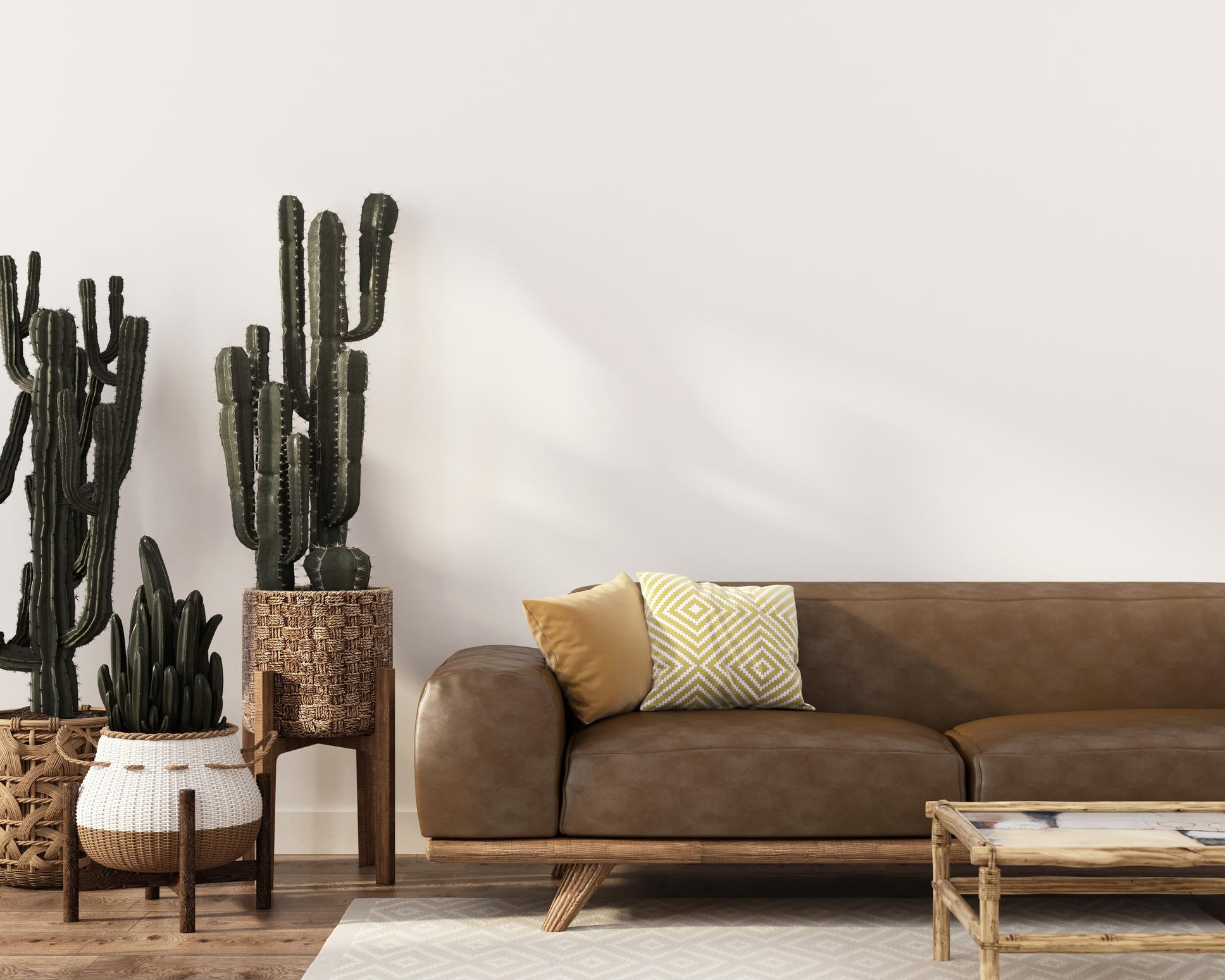 Cactus in huis: zo houd je hem in topvorm - Libelle