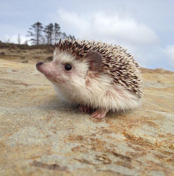 In beeld: op reis met schattige egel Biddy