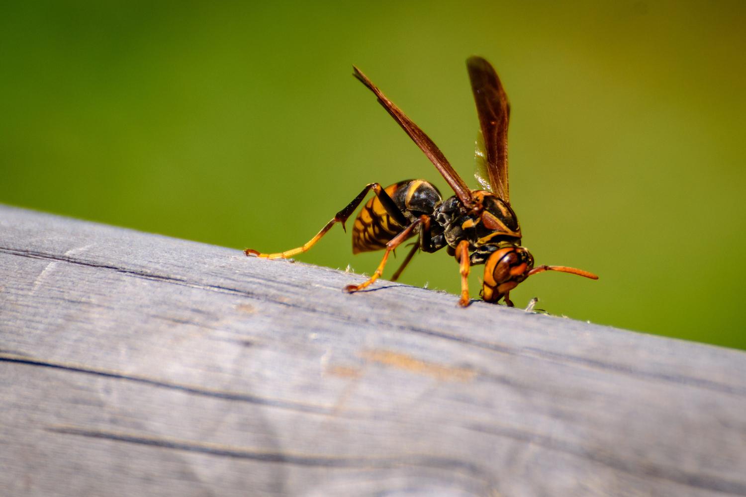 Aziatische hoornaar in opmars: zo herken je 'm (en dit doe je best ...