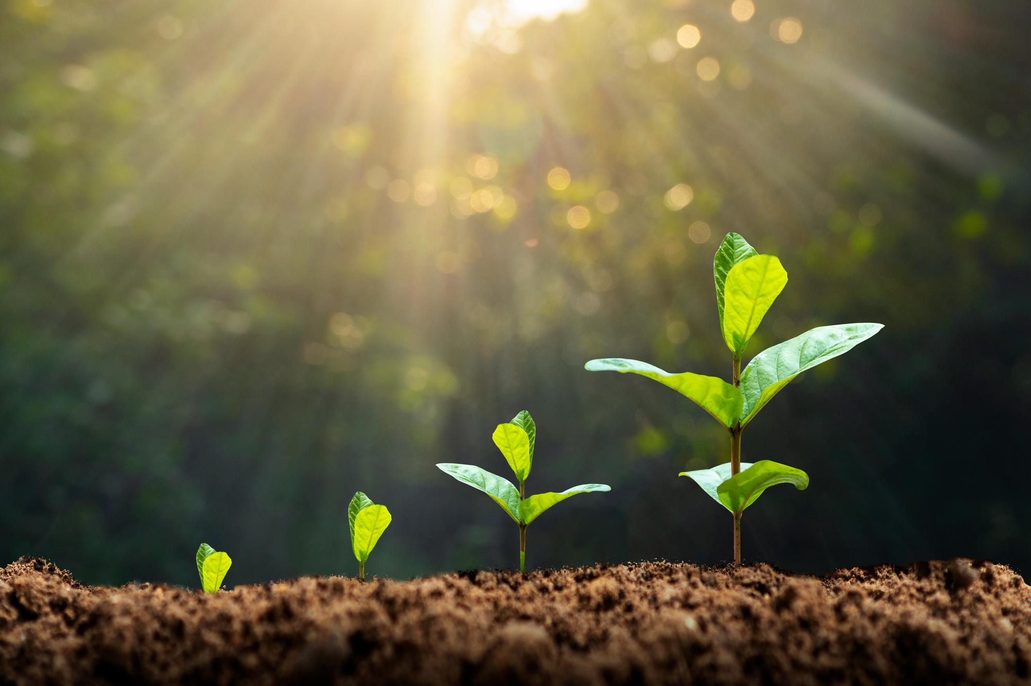 Hoe ontkiemen zaden? Licht, donker of koud: dit is het verschil - Libelle