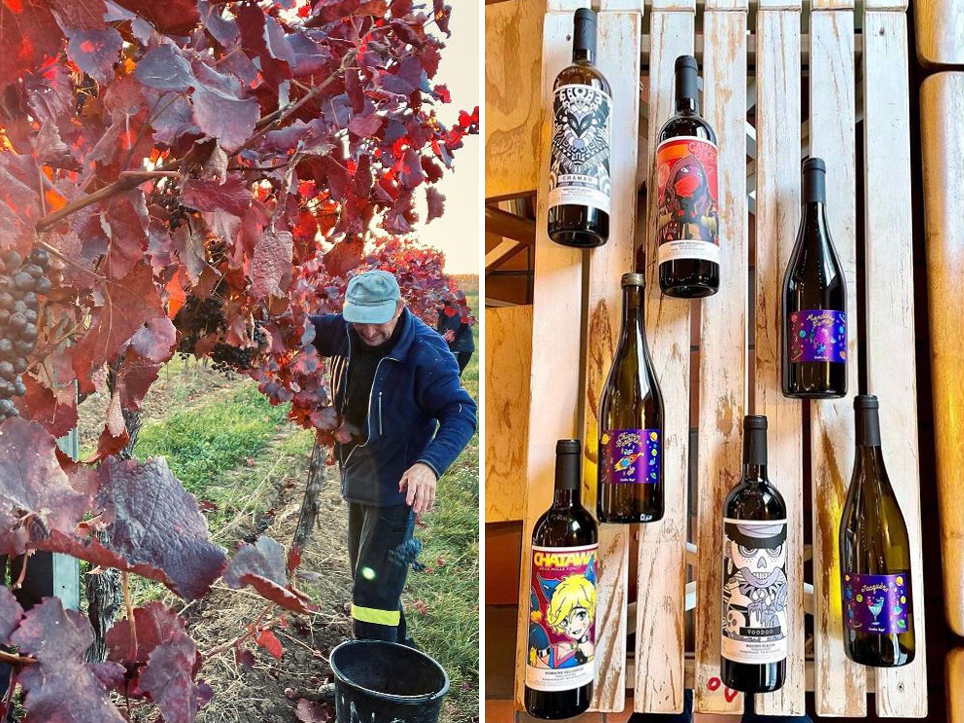 Vin nature: quelle différence avec le vin biodynamique ou conventionnel ...