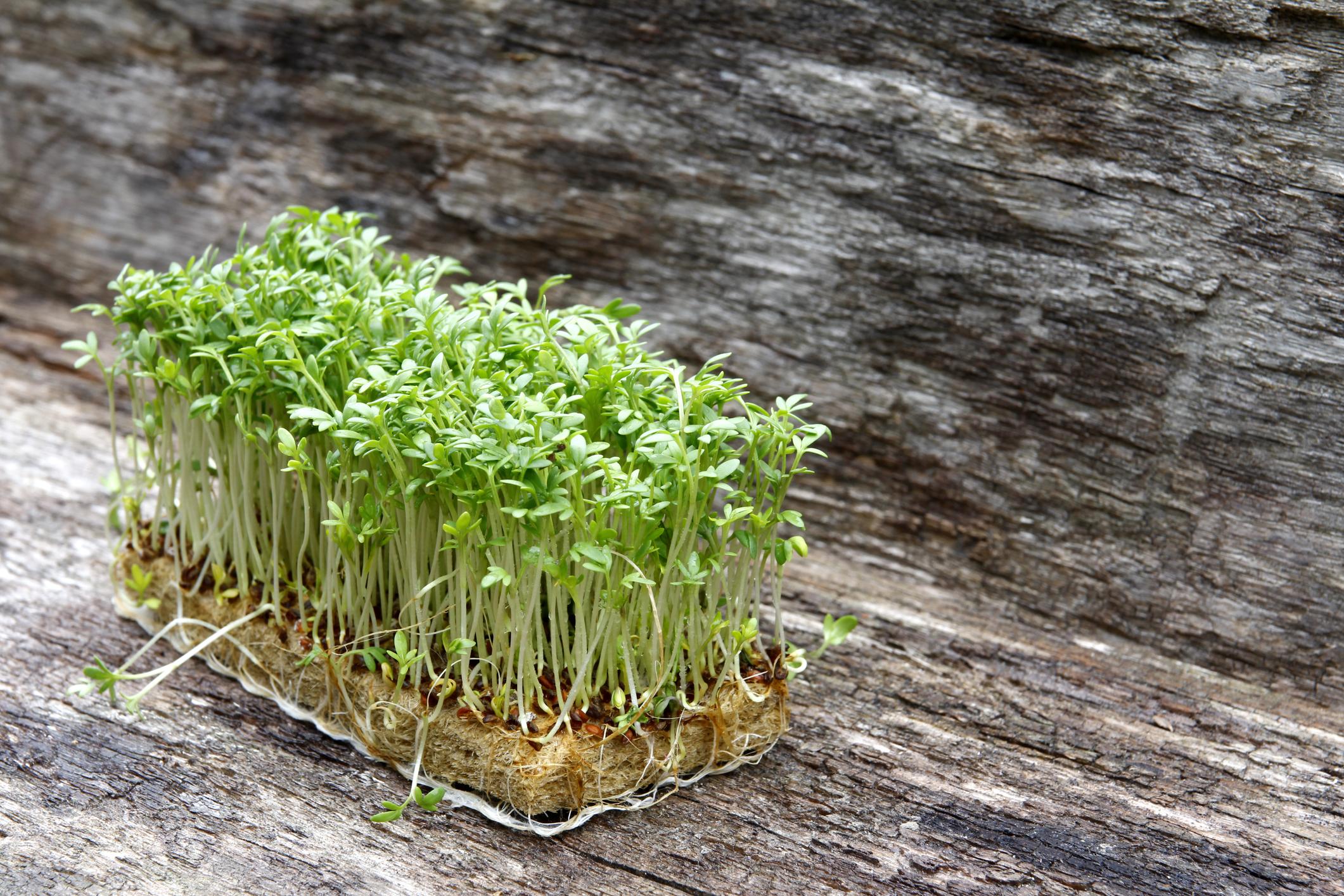 Wat is het verschil tussen tuinkers en waterkers? - Libelle Lekker