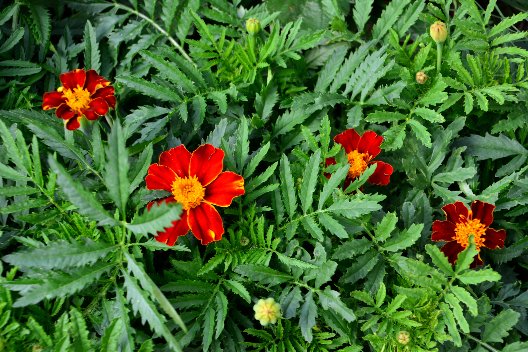 Buitenplanten met rode bloemen: ga voor een vurige border - Libelle