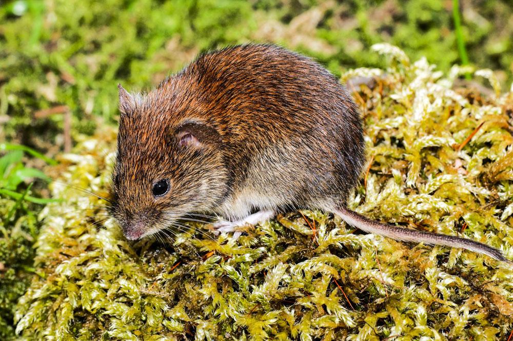 Beestenboel: hoe banger de rosse woelmuis, hoe meer jongen het produceert