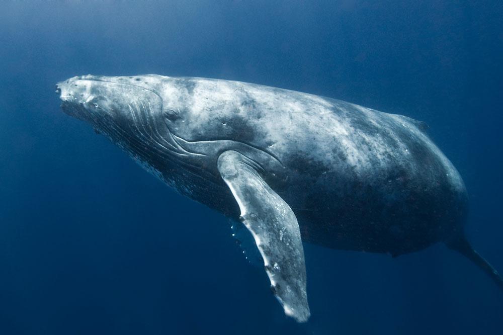 De bizarre evolutie van de walvis: hoe een hertje een zeereus kon worden