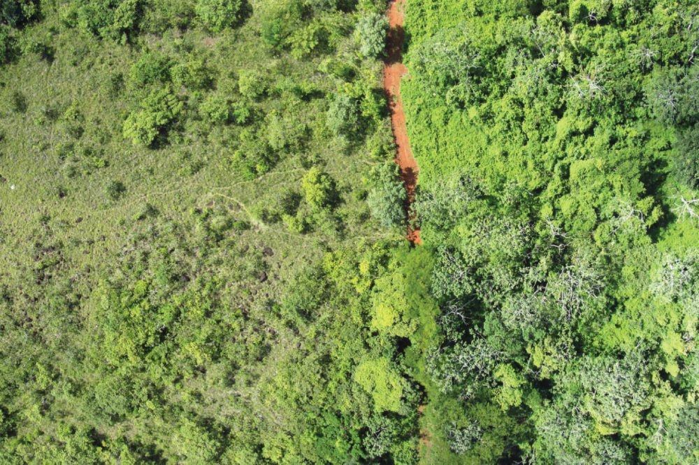 La RDC peine à protéger sa forêt tropicale, vitale pour le climat