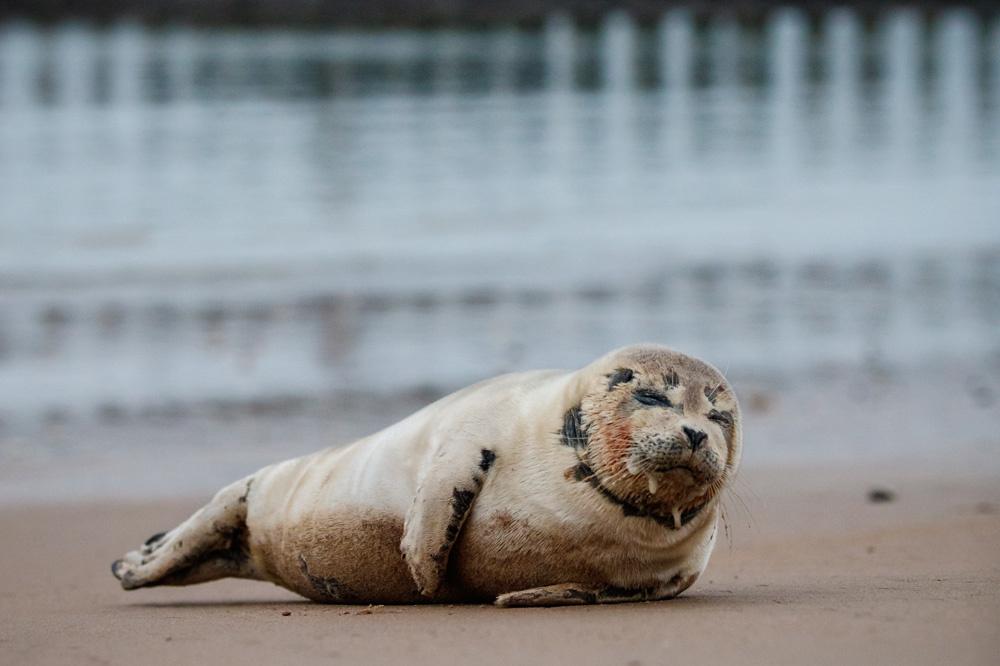 La présence de phoques sur la Côte belge a augmenté en 2019