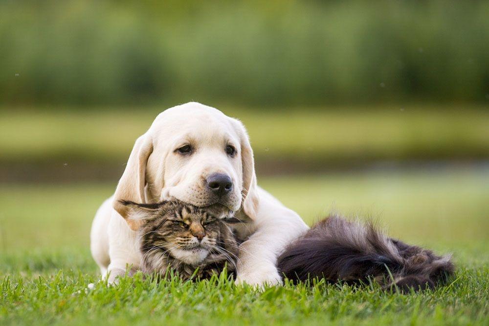 Protection animale: les refuges wallons s'unissent pour faire entendre ...