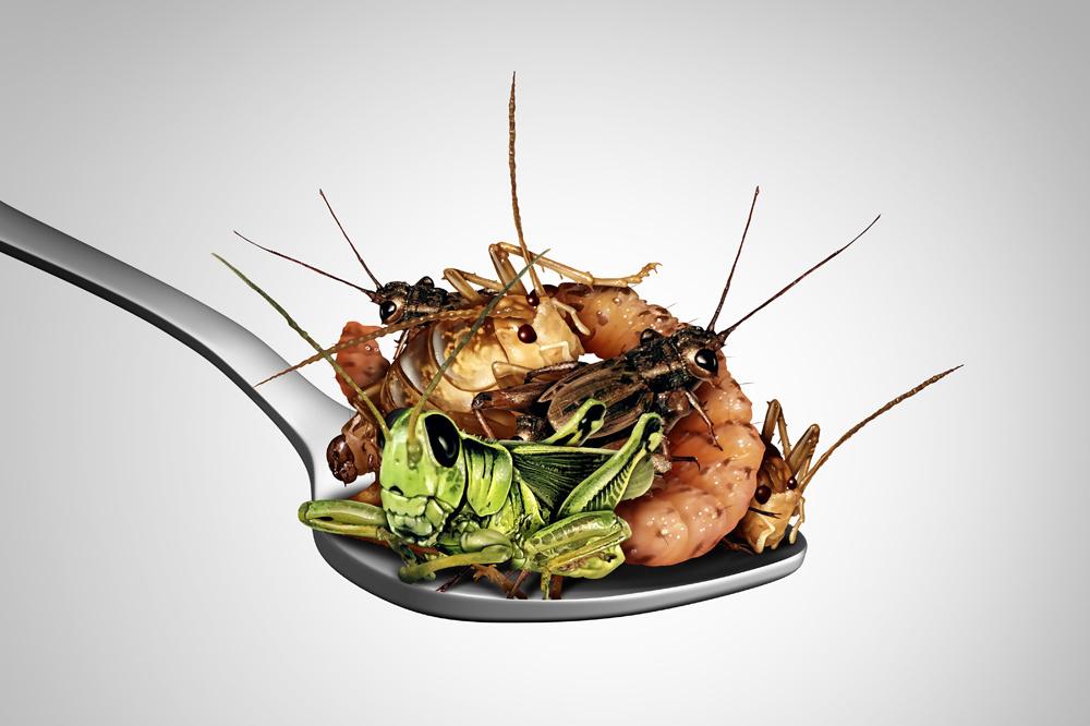 Deux recettes pour manger des insectes