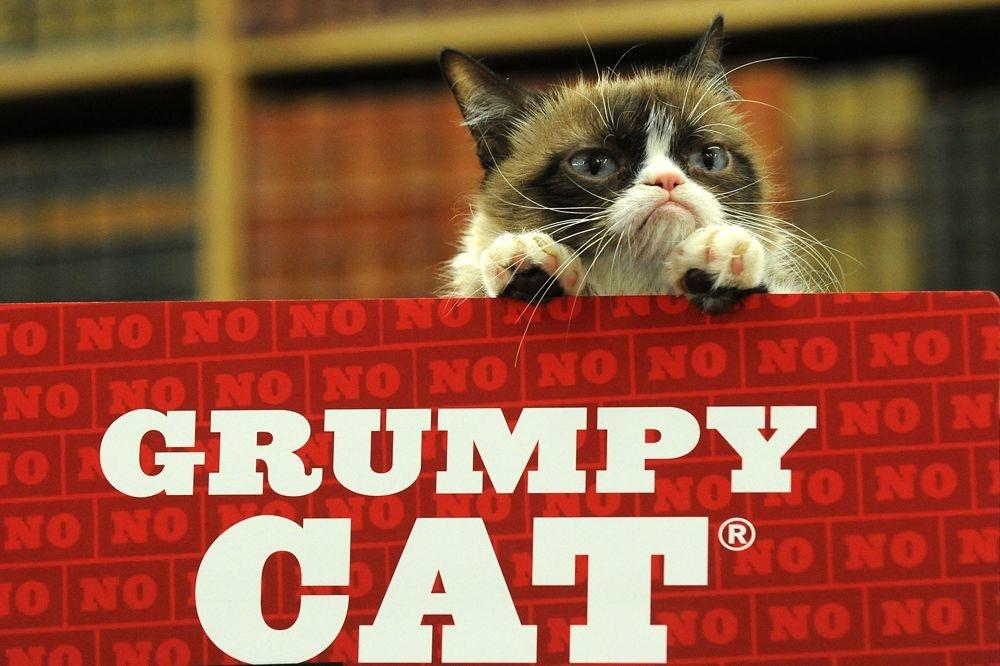 Mort de Grumpy Cat, chat chouchou des réseaux sociaux et d'internet