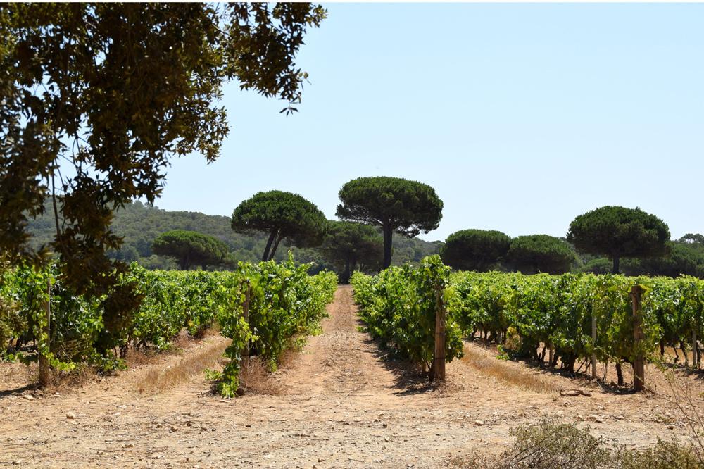 Chanel produira bientôt du vin rosé