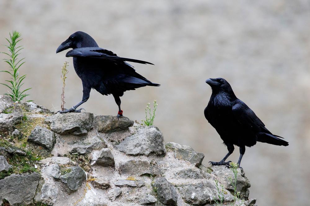 Mais où est la reine des corbeaux de la Tour de Londres
