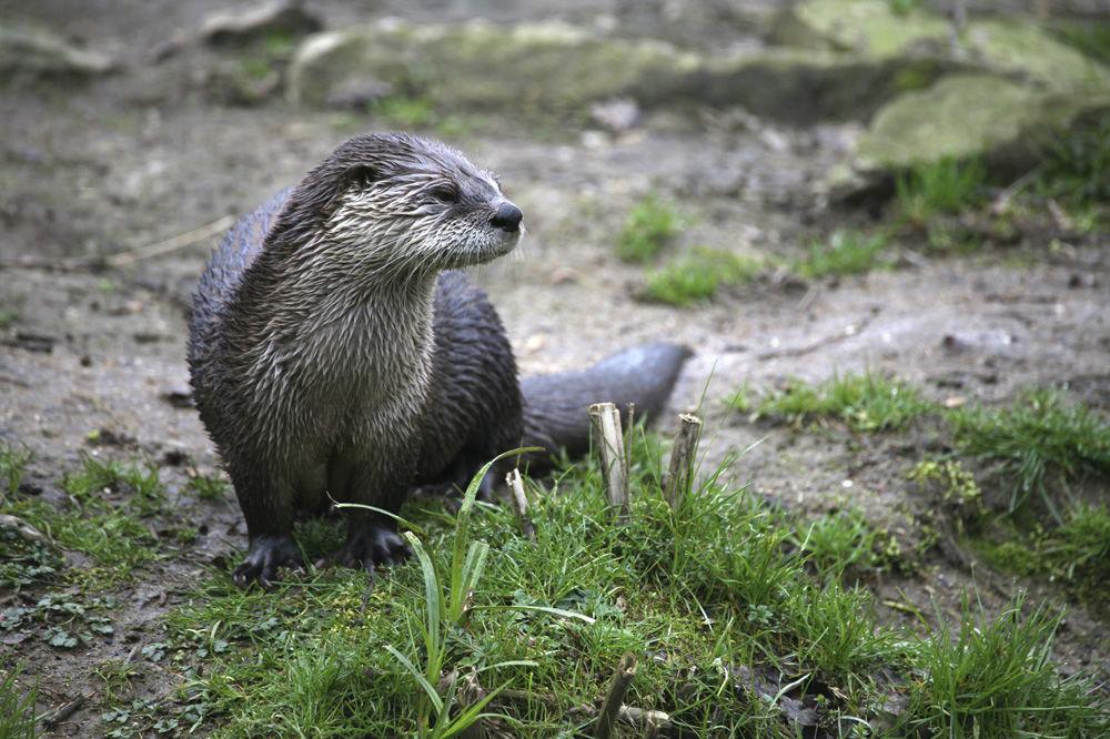 Biodiversité : 10 espèces animales "gravement menacées" en Belgique