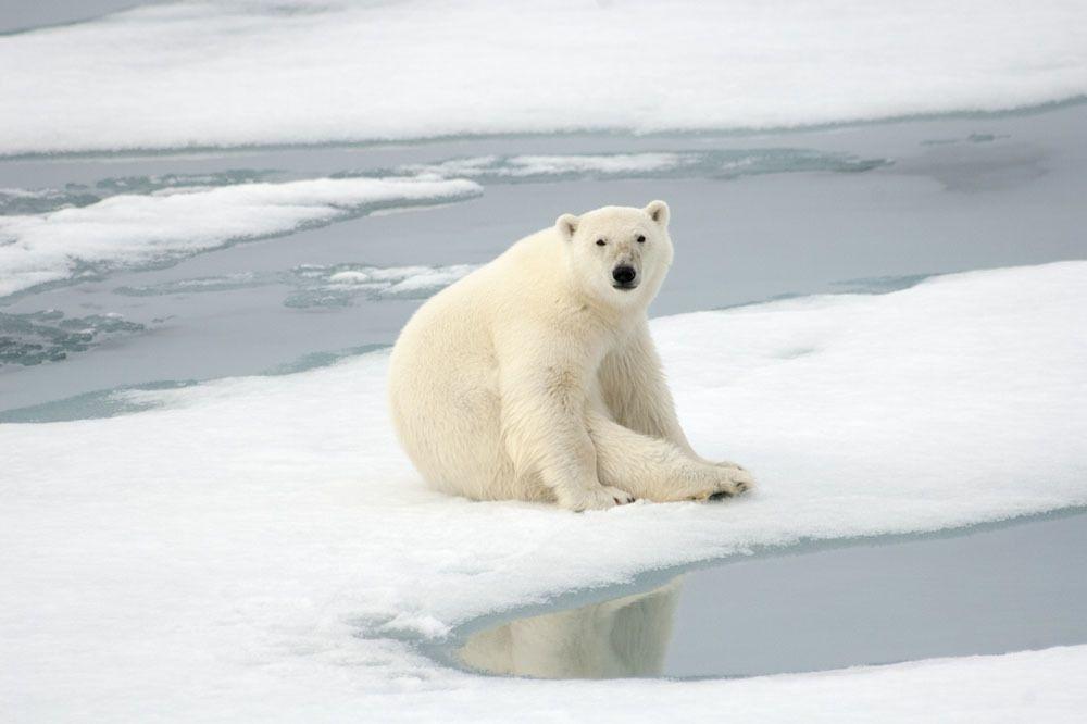 Phénomène rare, un ours polaire aperçu dans le sud du Canada ...