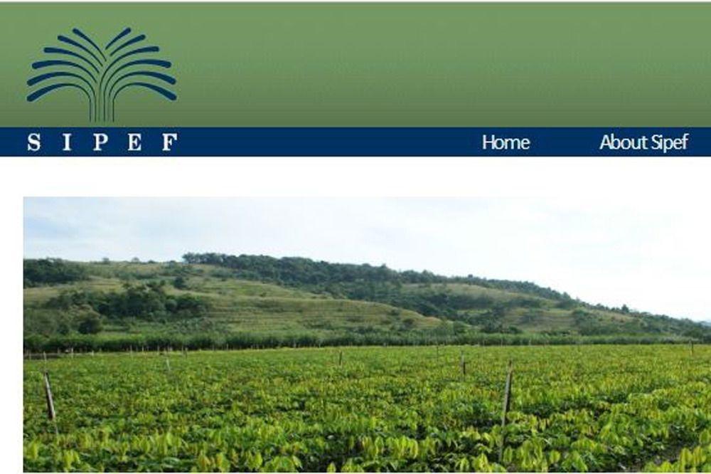 Sipef: une année à oublier - Trends-Tendances