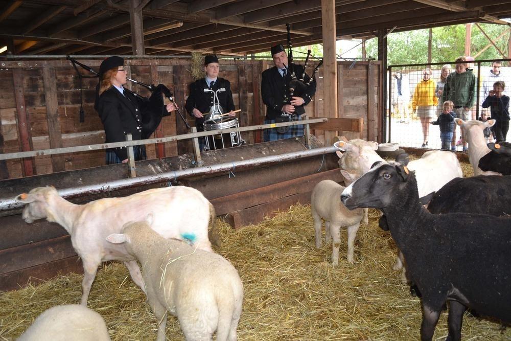 Doedelzakspelers te gast in schapenhok van kinderboerderij Bokkeslot ...