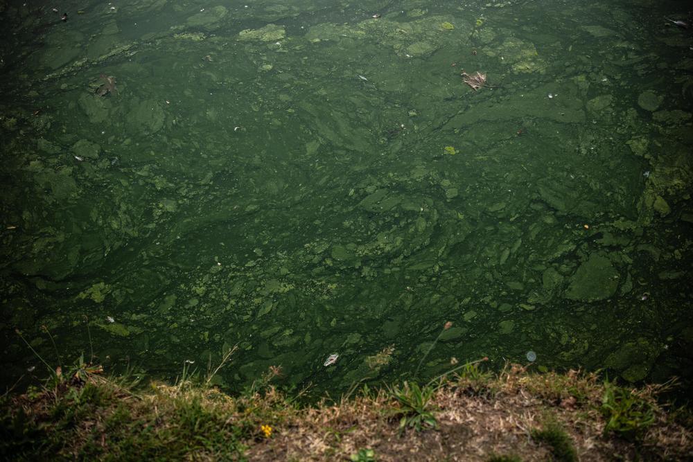 Nog steeds blauwalgen in Vichtse Visvijver - KW.be