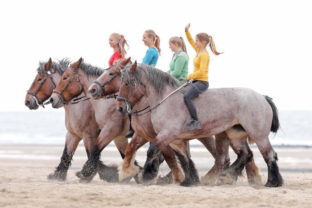 Landbouwweekend 'Boer zkt strand' op 14 en 15 september in Middelkerke ...