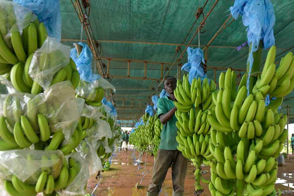 Dans les coulisses de la banane africaine (en images)
