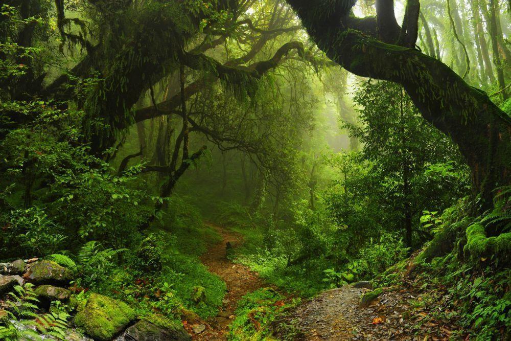 En images: 25 forêts enchanteresses à travers le monde