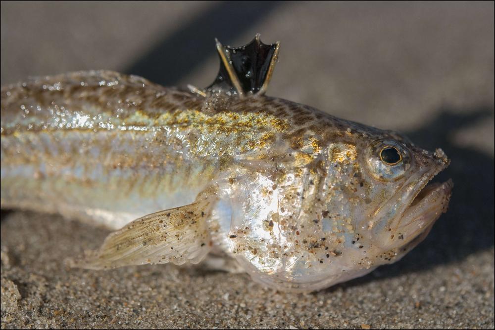 Kleine pieterman in opmars aan onze kust: "Draag watersandalen" - KW.be